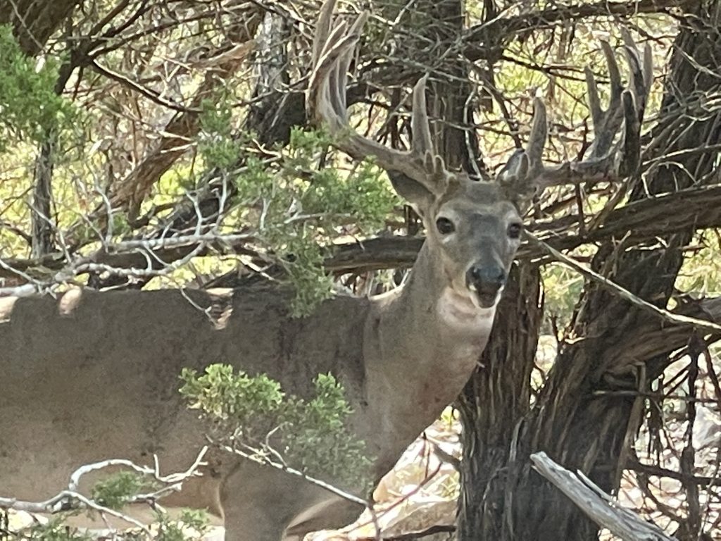 Exotics and Property Gallery | Pro Hunting Ranch | Texas Hill Country ...